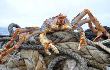 Chinese demand for Russian king crab rebounds | SeafoodSource