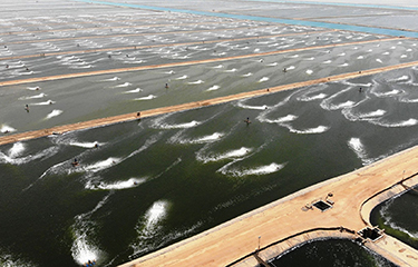 Saudi Arabian aquaculture giant NAQUA plans massive expansion aligning ...