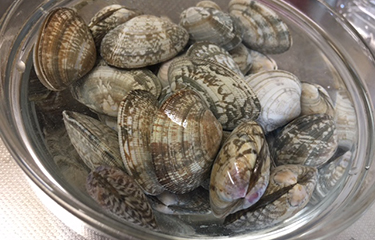 Kumamoto halts clam shipments following faked-origin exposé | SeafoodSource