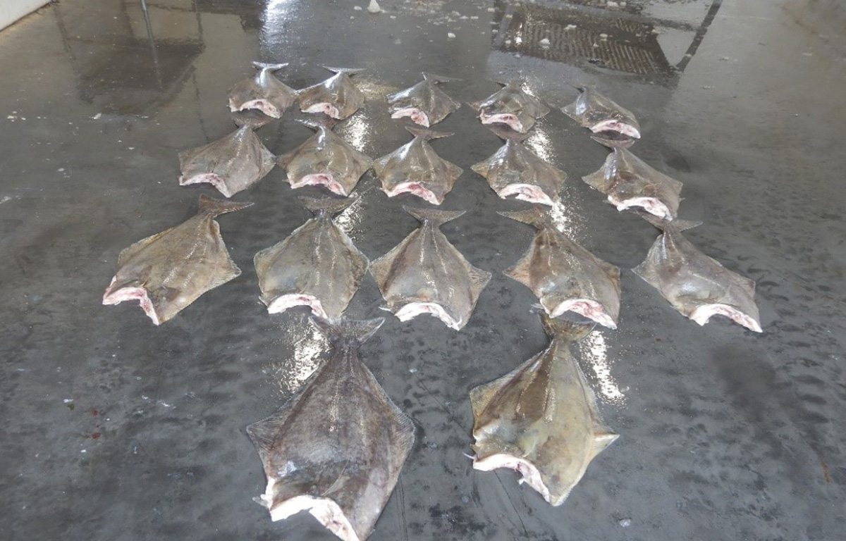 Nova Scotian investigations lead to CAD 260,000 in fines over halibut ...