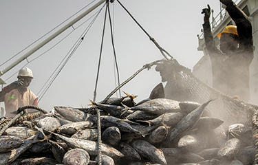 FAO, The Ocean Foundation launch website to provide updates on harvest ...