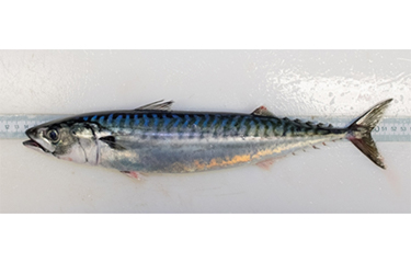 Canadian fishermen call on government to reopen Atlantic mackerel ...
