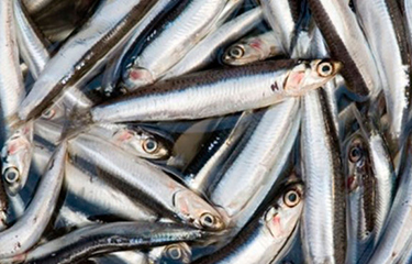 Peru sets TAC at 2.3 million MT for second central-north anchovy season ...