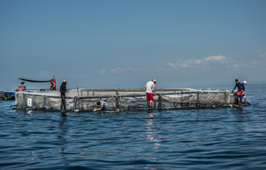 Industrias Martec plots expansion of its spotted rose snapper offshore ...