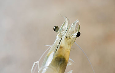 India’s shrimp sector struggling with impact of global inflation ...