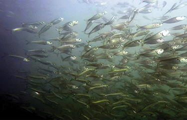 Ocean warming will scramble fish species diversity, Rutgers study finds ...