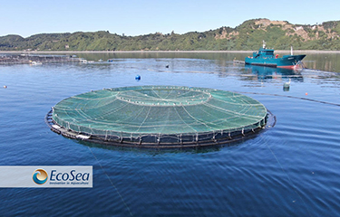 Copper-alloy nets being trialed in Japanese aquaculture | SeafoodSource
