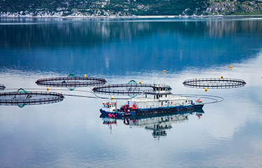 AquaGen study finds selective breeding could double Norway salmon ...