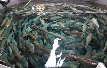 RAS farmer Pisciculture Acadienne loses 95 percent of stock to extreme ...