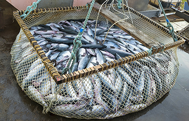 Russia has second-best salmon season on record | SeafoodSource