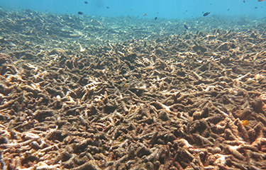 ClientEarth report warns of legal risks related to marine biodiversity ...