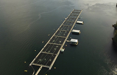 Mowi picks Poseidon Ocean Systems for new bubble curtain, oxygen systems at Vancouver salmon ...