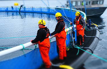 Grieg Seafood Newfoundland harvests first salmon out of Placentia Bay ...