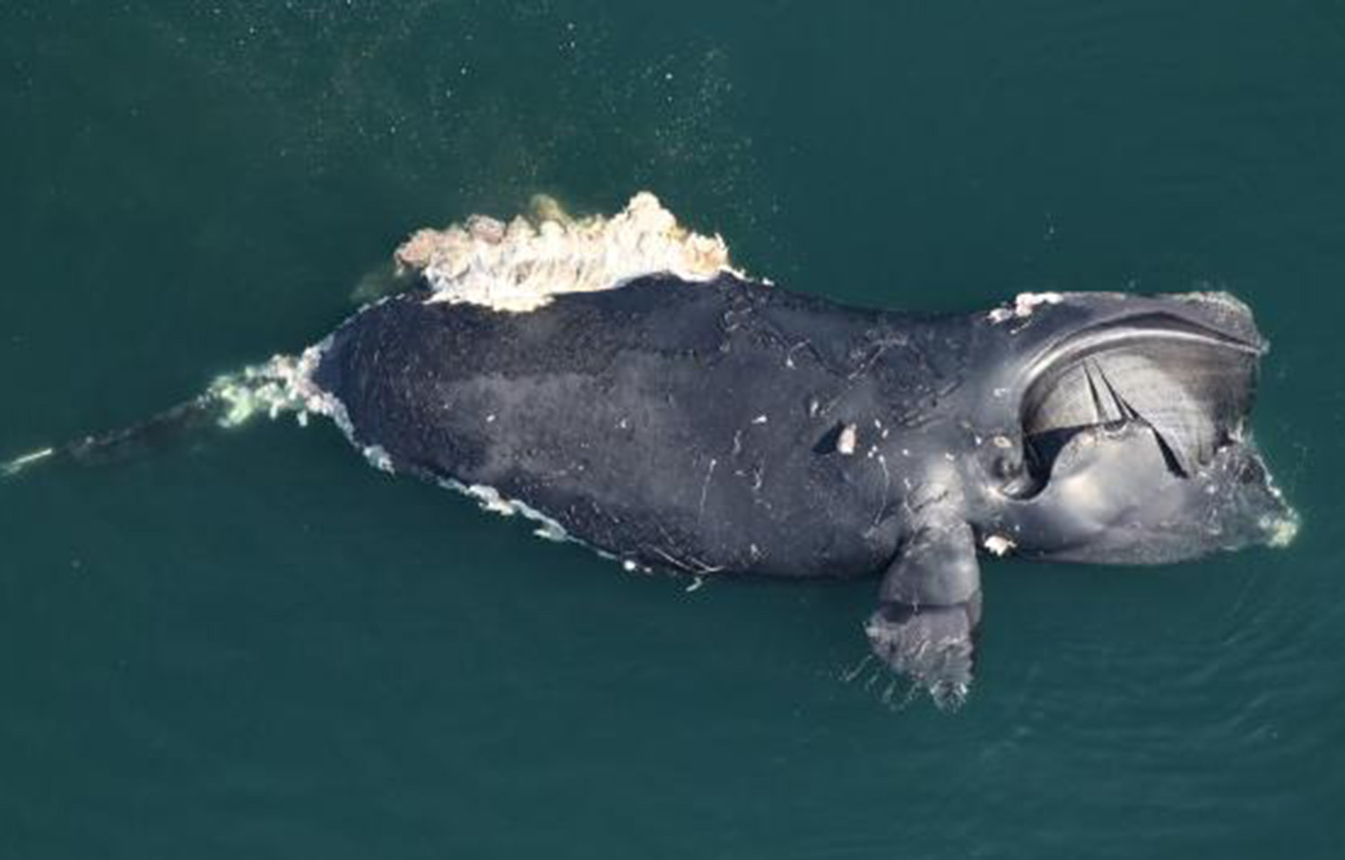 Female North Atlantic right whale found dead off coast of Virginia ...