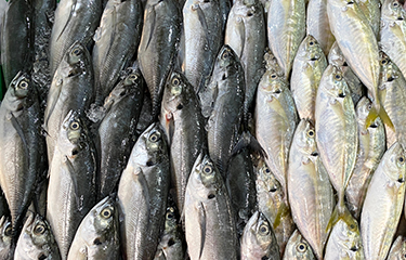 Philippines looking to import round scad, mackerel amid domestic supply ...