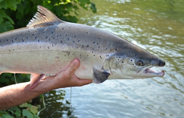 Europe’s largest salmon tracking study gets underway | SeafoodSource